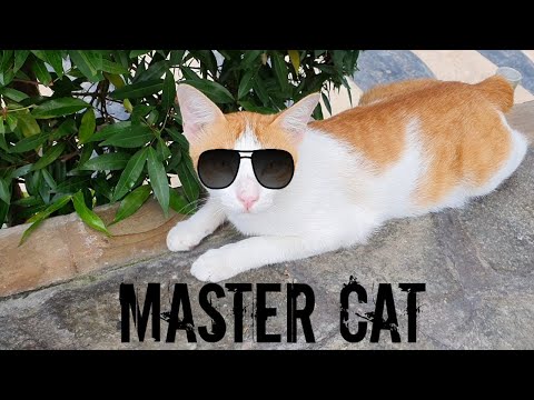 MASTER CAT - YouTube