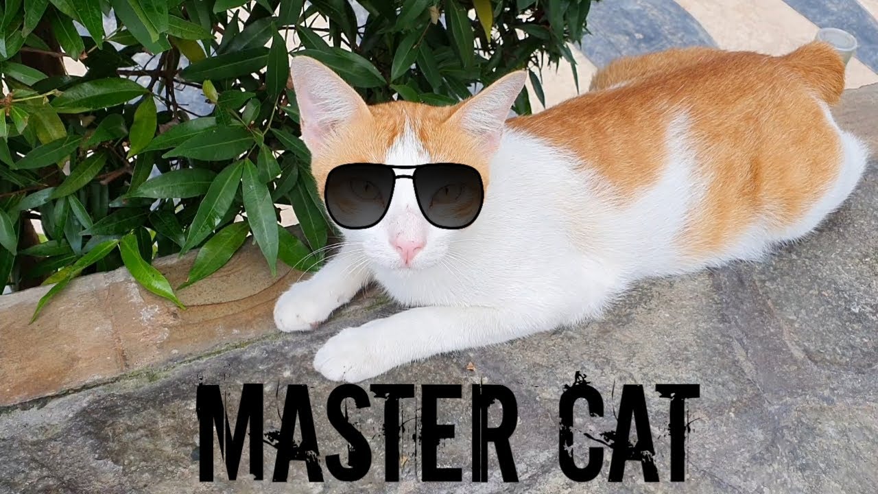 MASTER CAT - YouTube