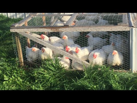 8 WEEK OLD CHICKENS: Update - YouTube