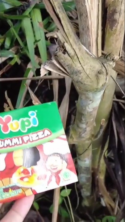 Mencari dan menemukan jajajan permen yupi Gummi Pizza di kebun kelapa #huntingjajan #permenyupi ...