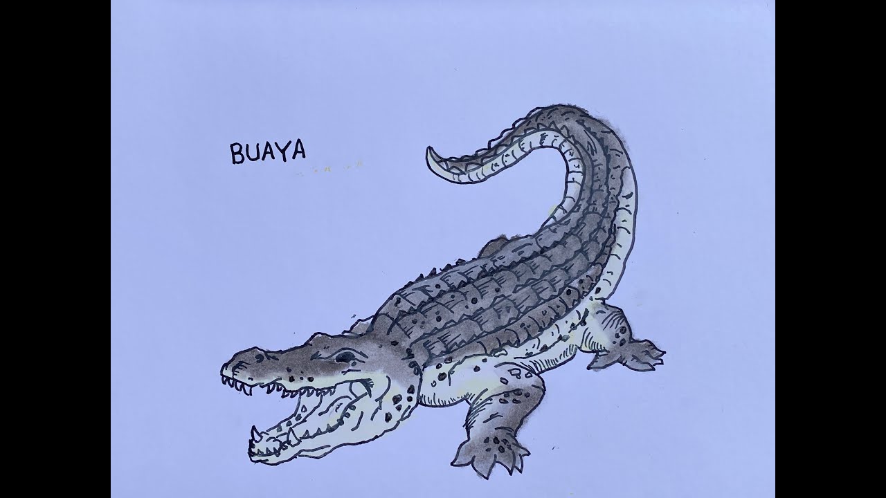 Menggambar Buaya untuk anak dan balita ǀ Crocodile drawing easy - YouTube