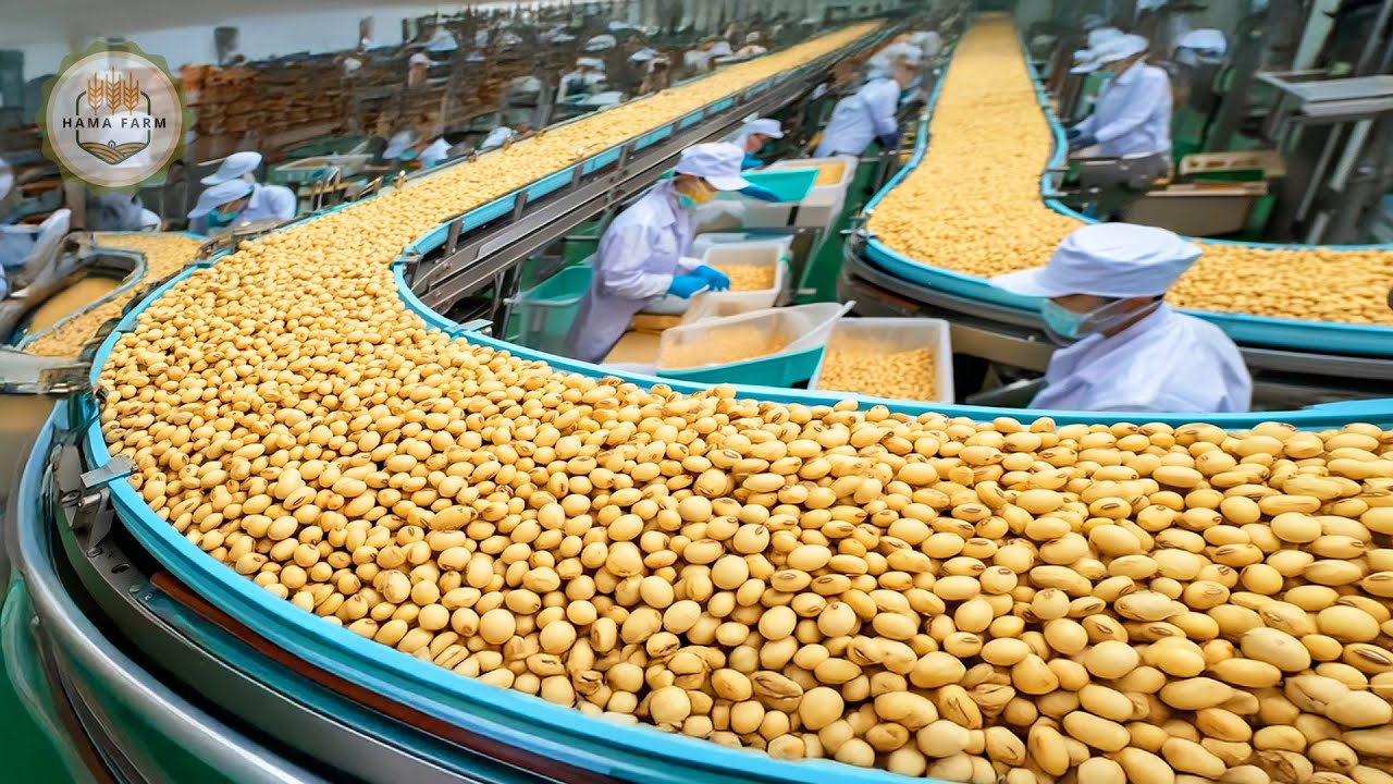 How to Process 125 Billion Pounds Of Soybeans America Processing In A ...