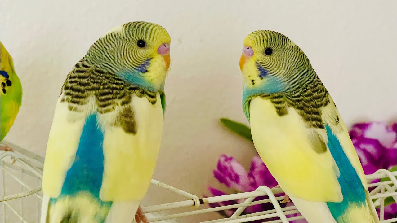 Loved It🥰 Happy parakeet sounds, birds chirping, Birds for cats to ...