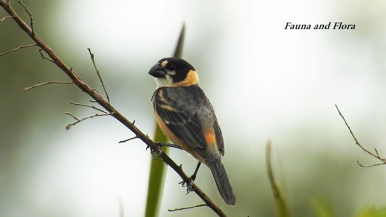 RUSTY-COLLARED SEEDEATER, Free birds in nature (SPOROPHILA COLLARIS ...
