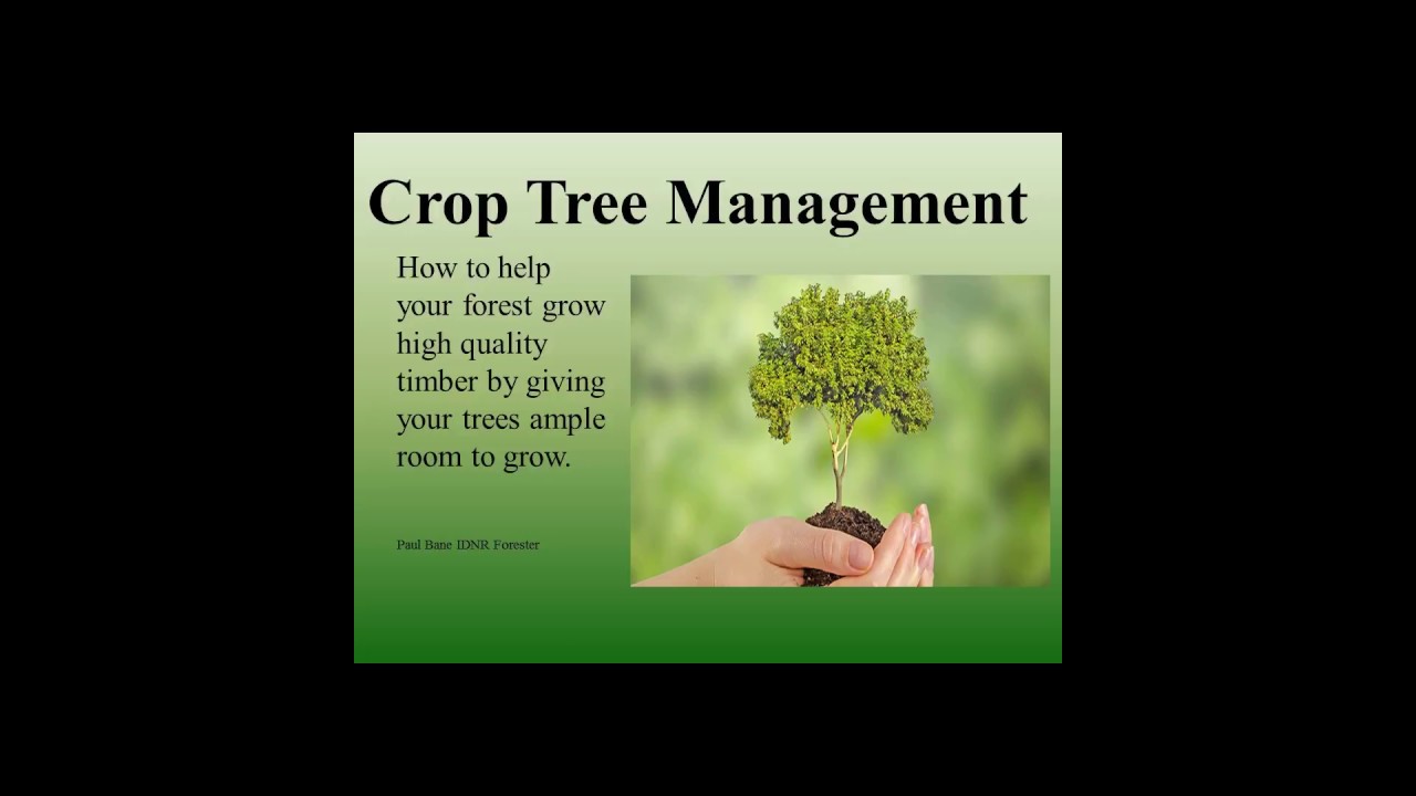 Crop tree release - YouTube