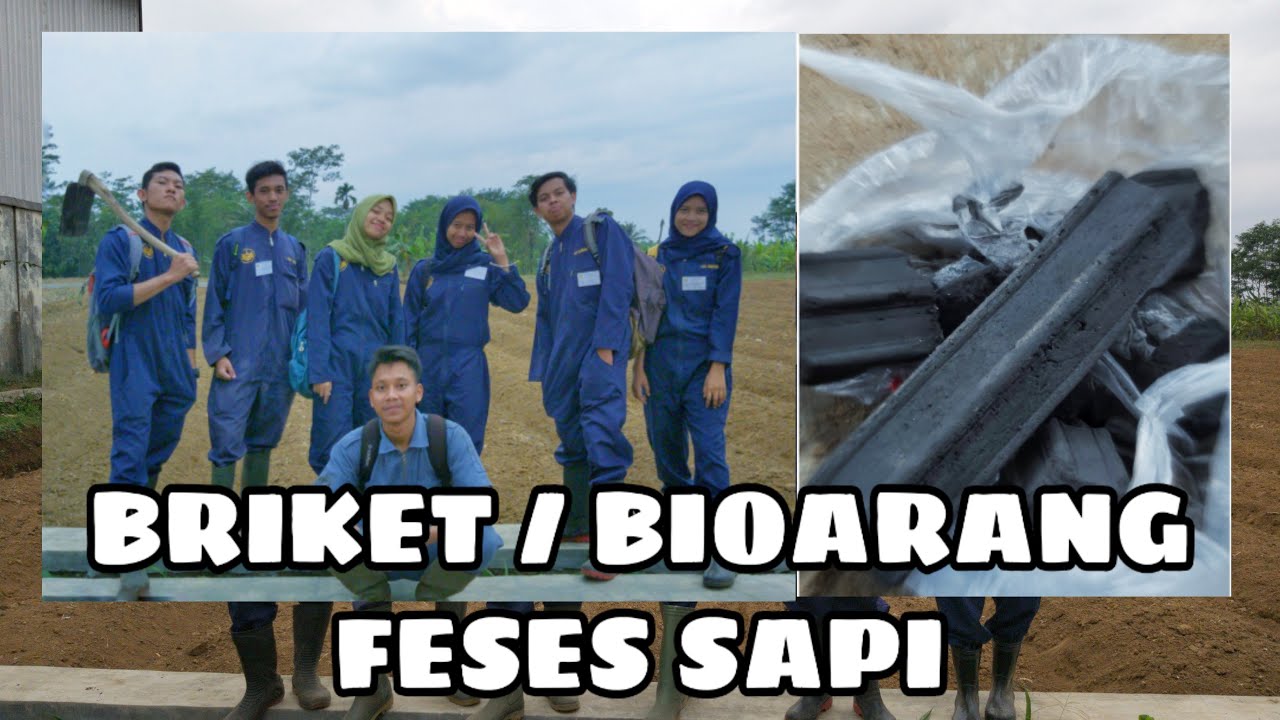 CARA PEMBUATAN BRIKET / BIOARANG FESES SAPI (PRAKTIKUM LIMBAH) - YouTube