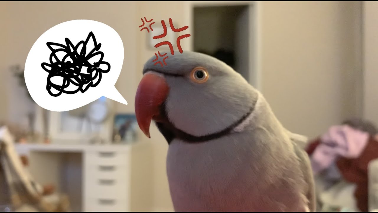 Talking Indian Ringneck parrot- Milo is a chatterbox as per usual - YouTube