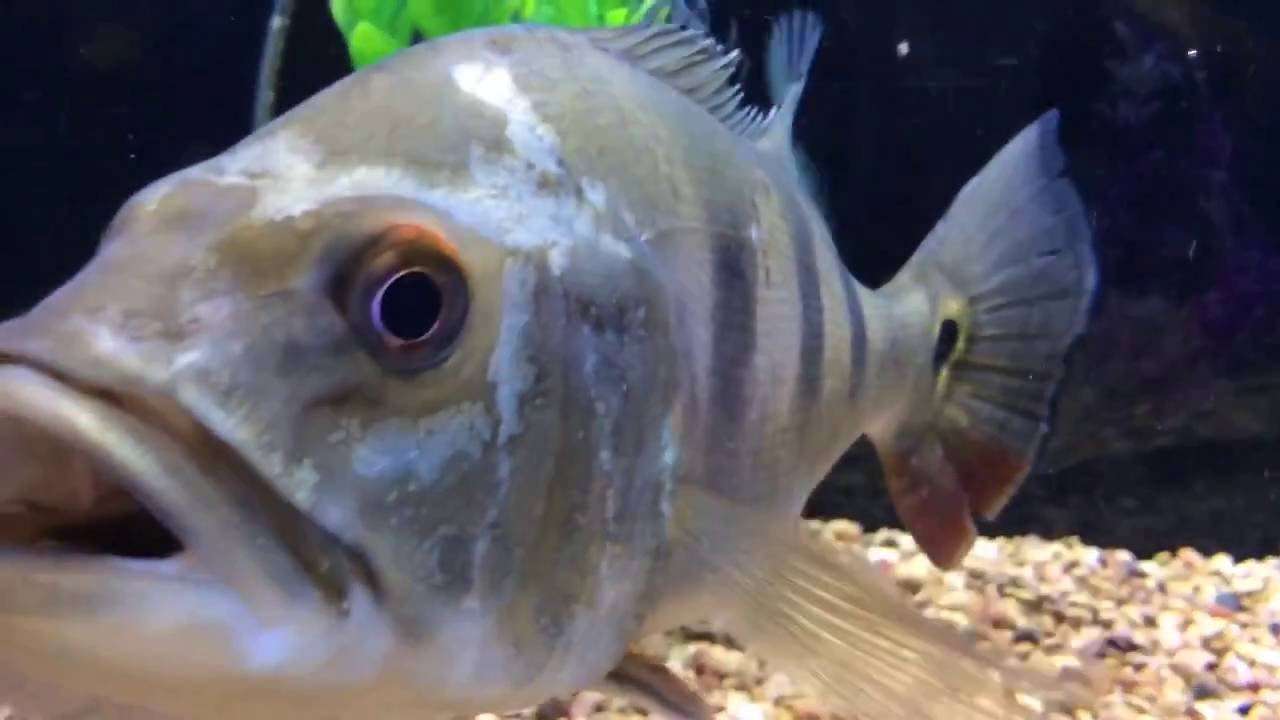 Revisited: Peacock Bass and 100 Gallon Tank - YouTube