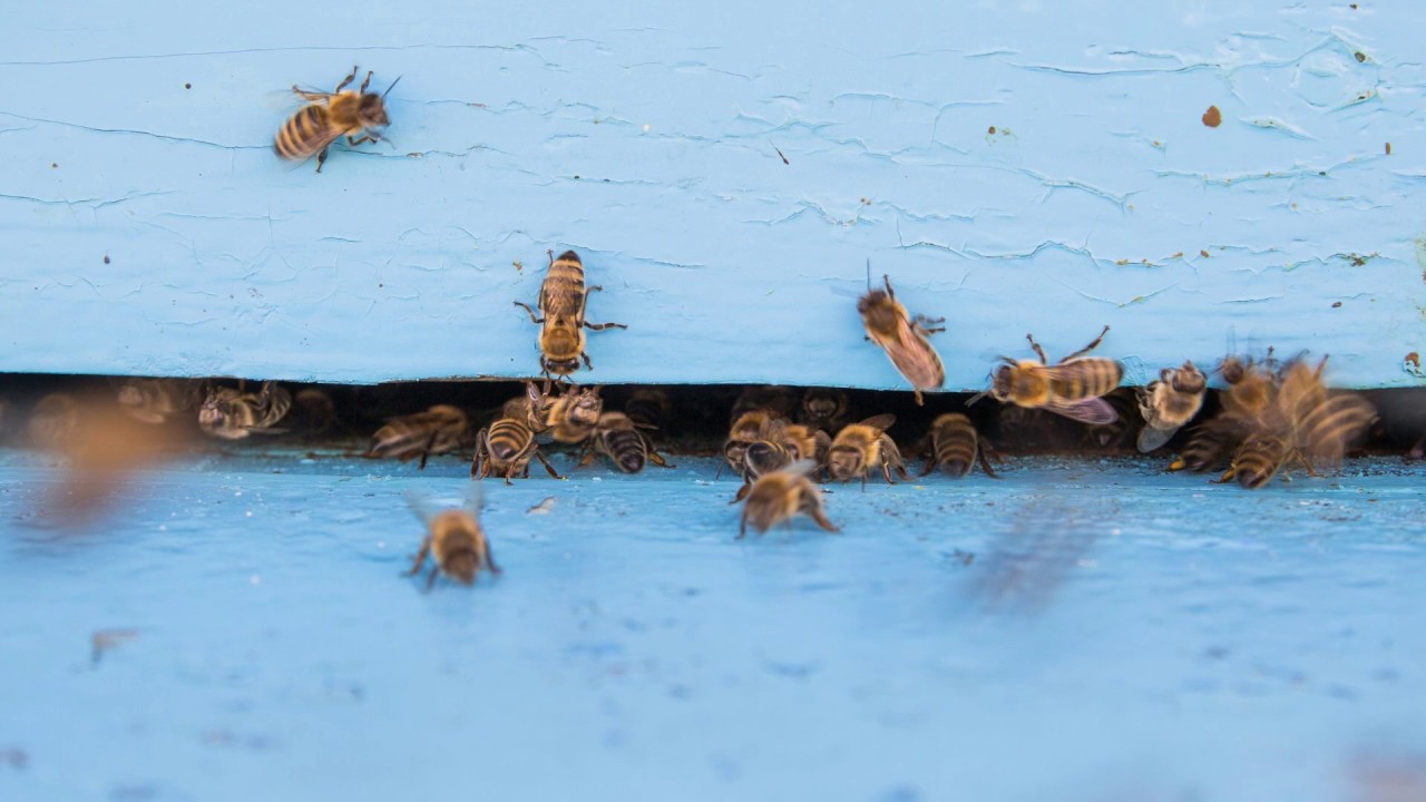 Beekeeping Alabama Honey | Gypsy Shoals Farm - YouTube