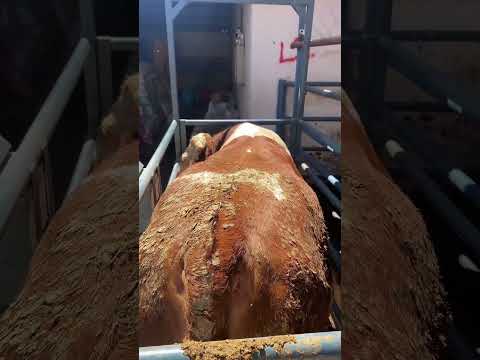 DANALAR 1 AYDA KAÇ KİLO OLMUŞLAR 32