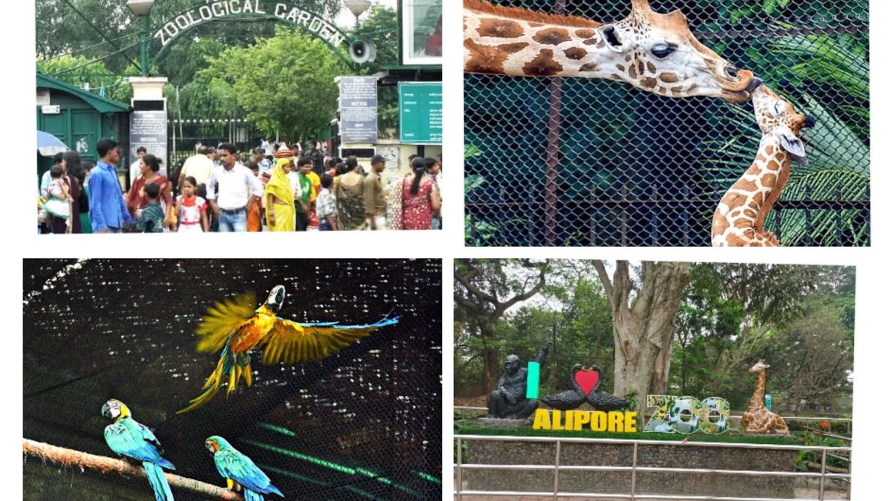 ZOOLOGICAL GARDEN , ALIPORE || OLDEST ZOO IN INDIA || KOLKATA - YouTube