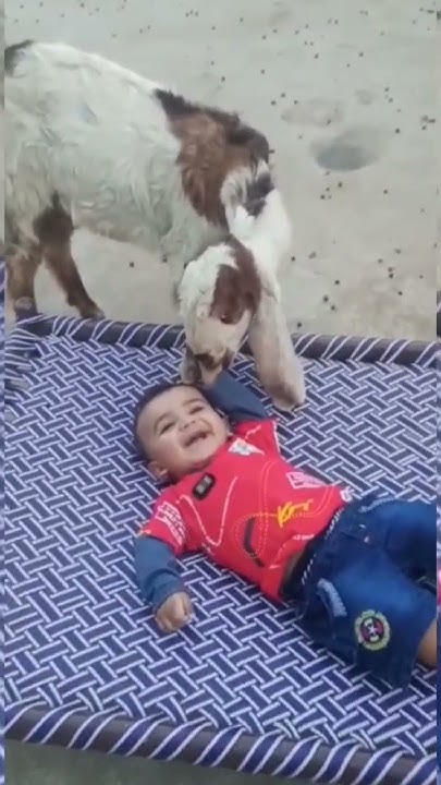 dimple boy cousin enjoying goat # baby love's his pet - YouTube