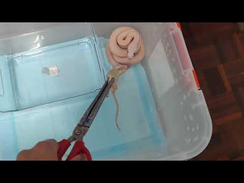 lucy reticulated python feed time and swallow time - YouTube