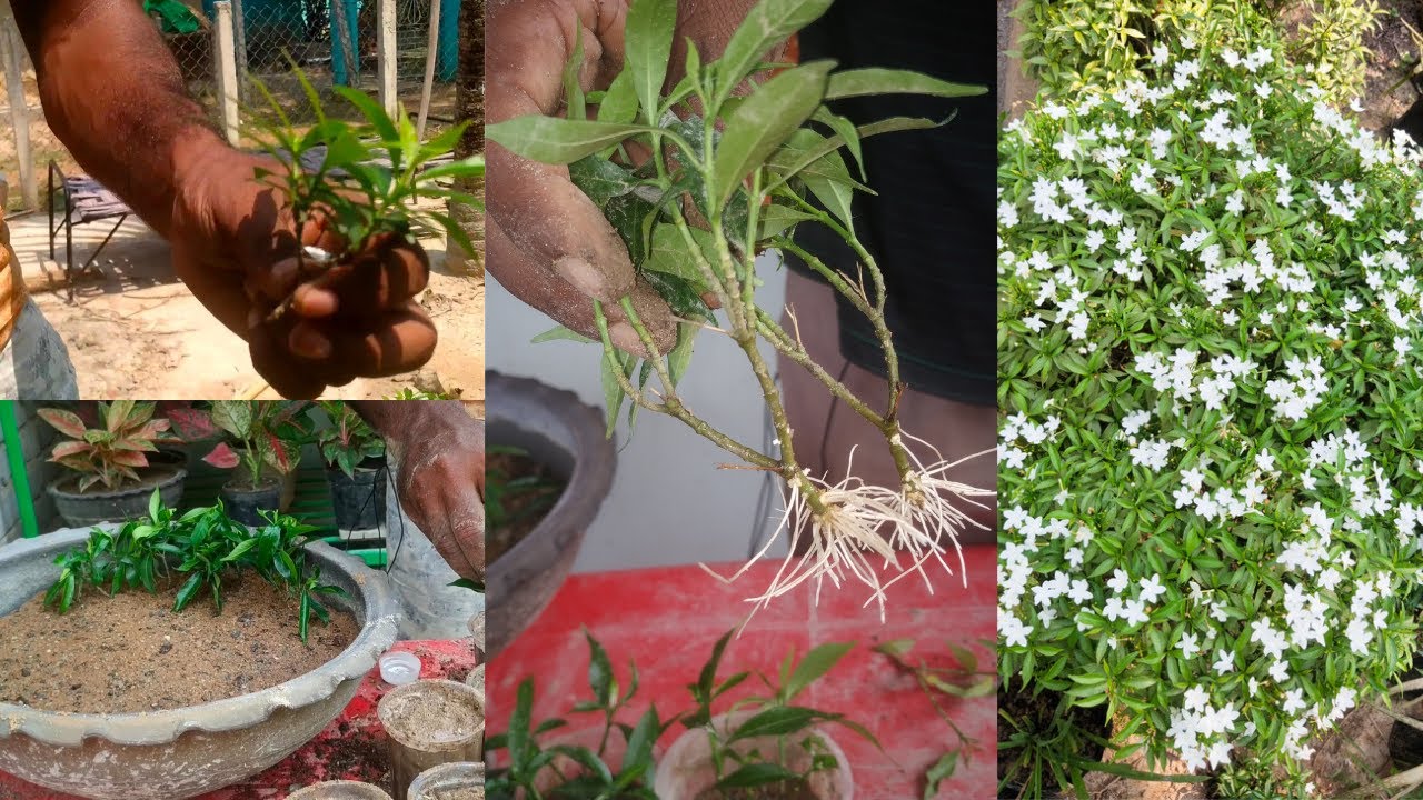 How to grow chandni from cuttings // 3 easiest way to grow chandini ...