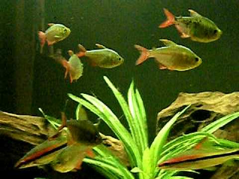 Columbian tetra aquarium fish - YouTube