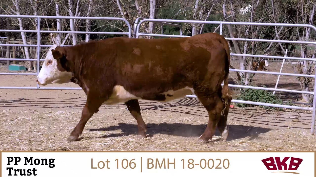 BKB | PP Mong Trust Digitale Veiling 2020 | Lot 106 - YouTube