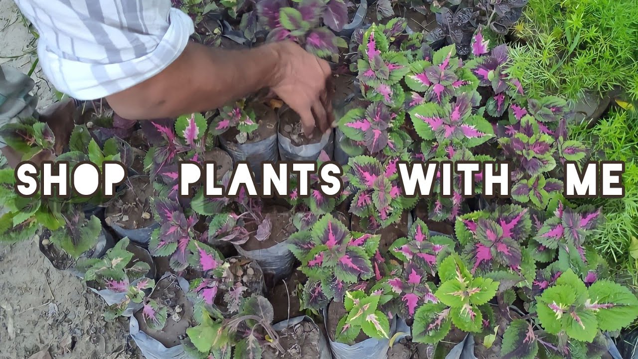 shop plants With me | plant Shopping in august 2022 - YouTube