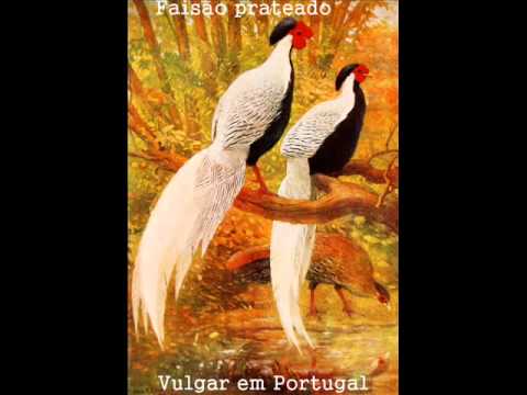 Faisões Variedades e origem - YouTube