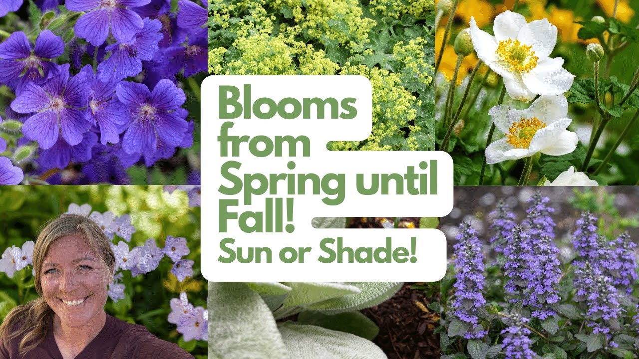My Favorite Non-Invasive Ground-Covers For Sun and Shade! Tough and ...