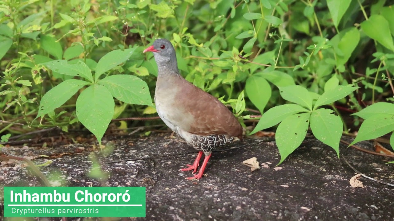 O Canto da Inhambu Chororó (Meu Nordeste) - YouTube