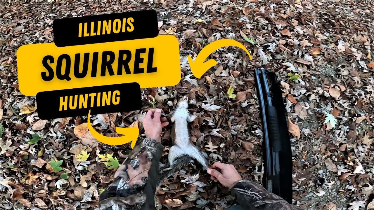 Squirrel Hunting Tips and Tricks For A Fast Harvest - YouTube