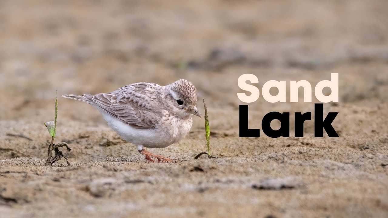 Sand lark (Alaudala raytal) |4K| Gajoldaba, West Bengal, India - YouTube