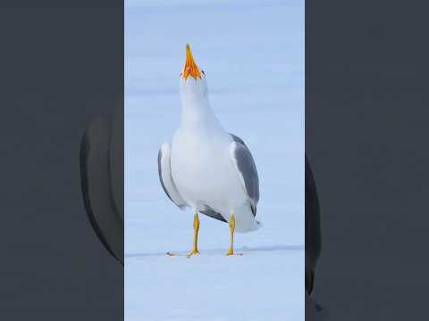 Just in case you haven't heard the laughter of seagulls. #birds #seagull