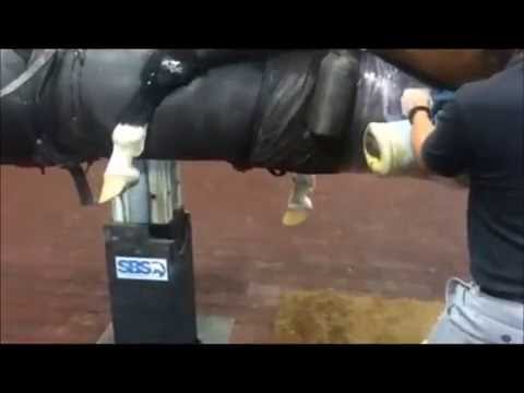 Collecting the sperm-rich fraction of the ejaculate from a stallion