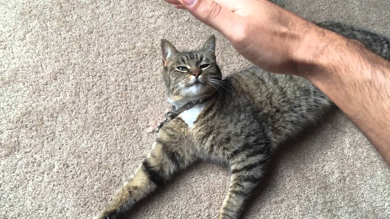 How to Pet an American Bobtail MIx Cat - YouTube