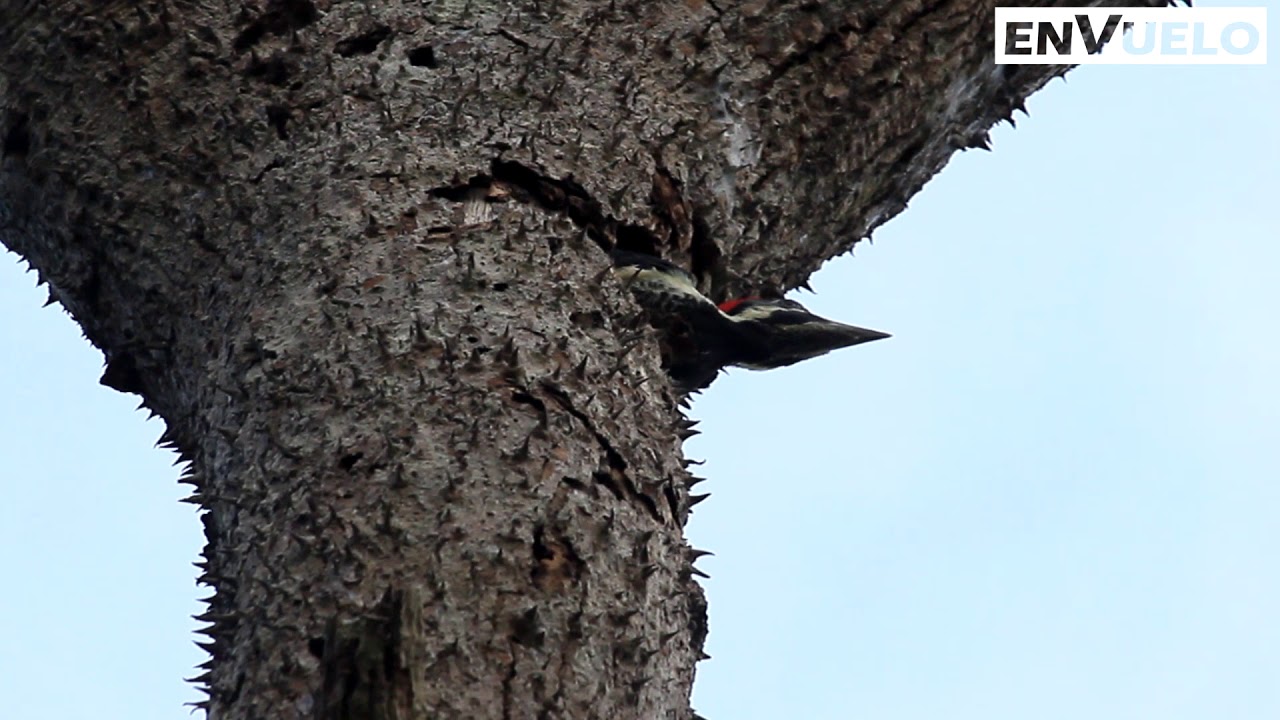 Pájaro Carpintero En Su Nido (Dryocopus lineatus) - YouTube