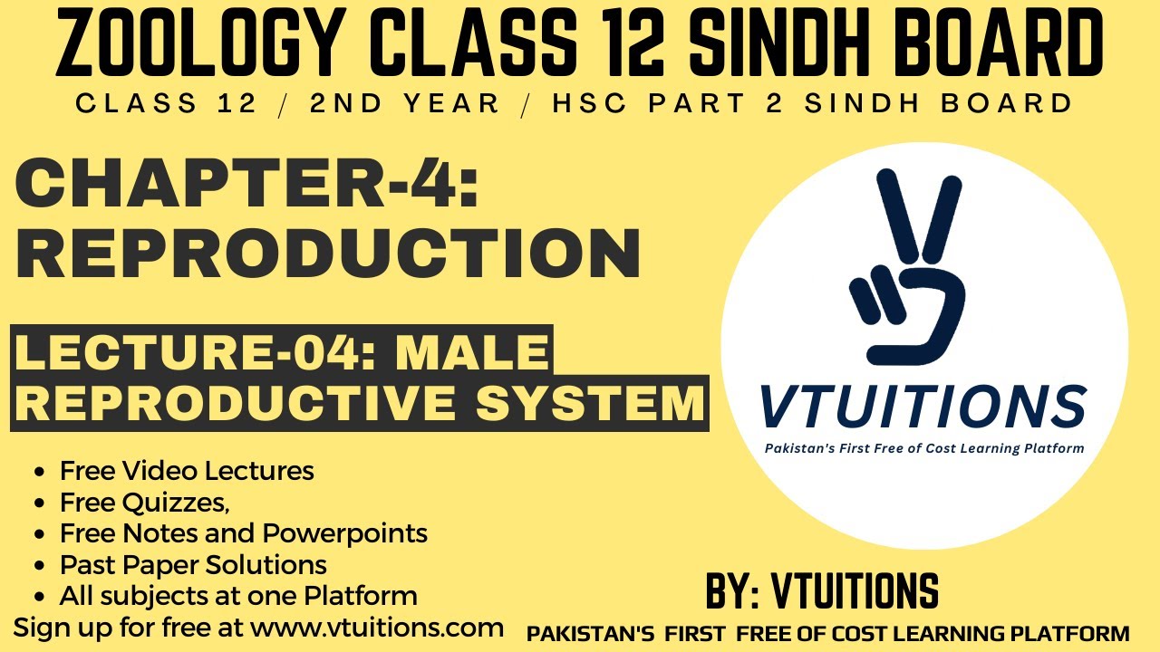 Male Reproductive System | Chapter 4 Reproduction | Zoology Class 12 ...