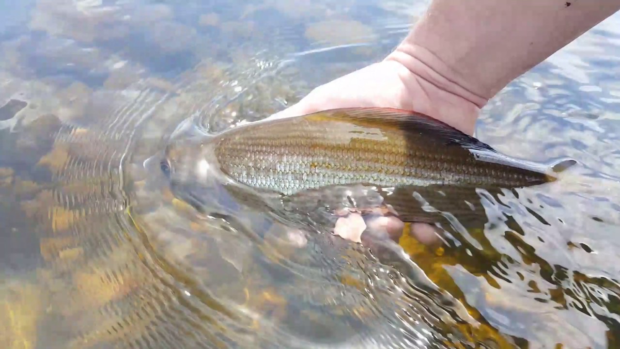 Grayling on the River Calder, River Ribble tributary - YouTube