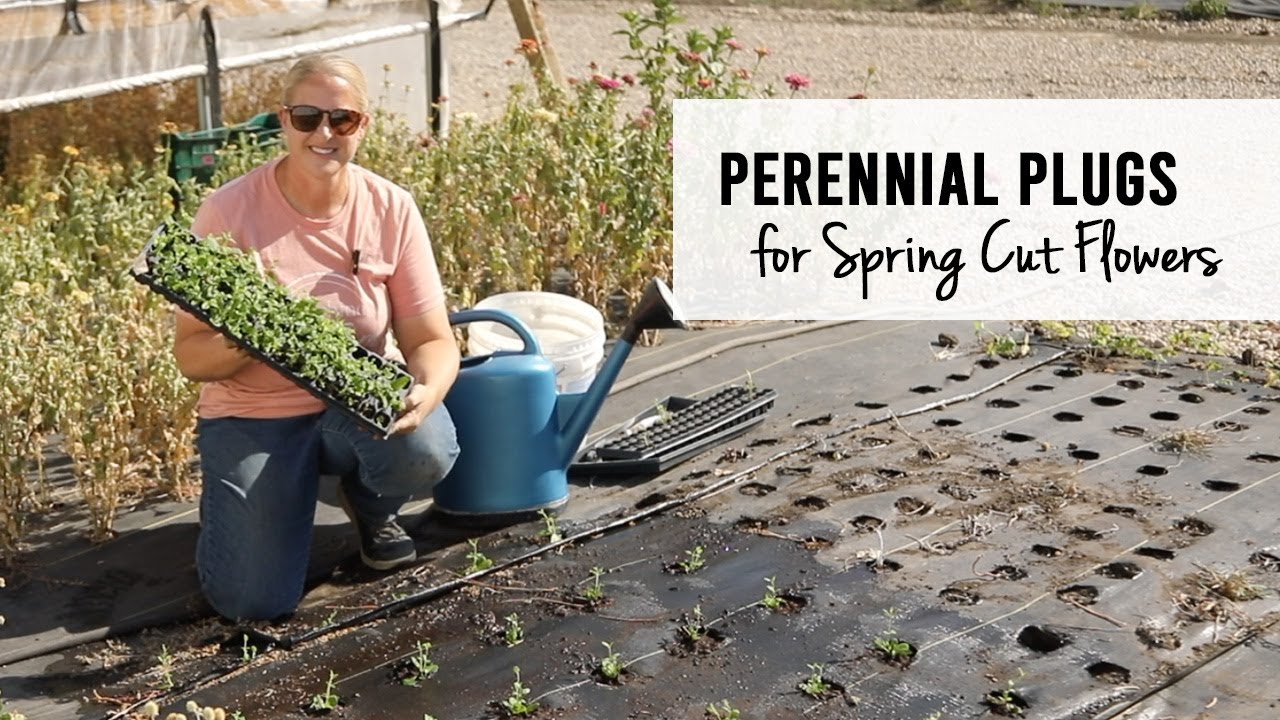 Planting Perennial Plugs for Spring Cut Flowers : Sunshine and Flora ...