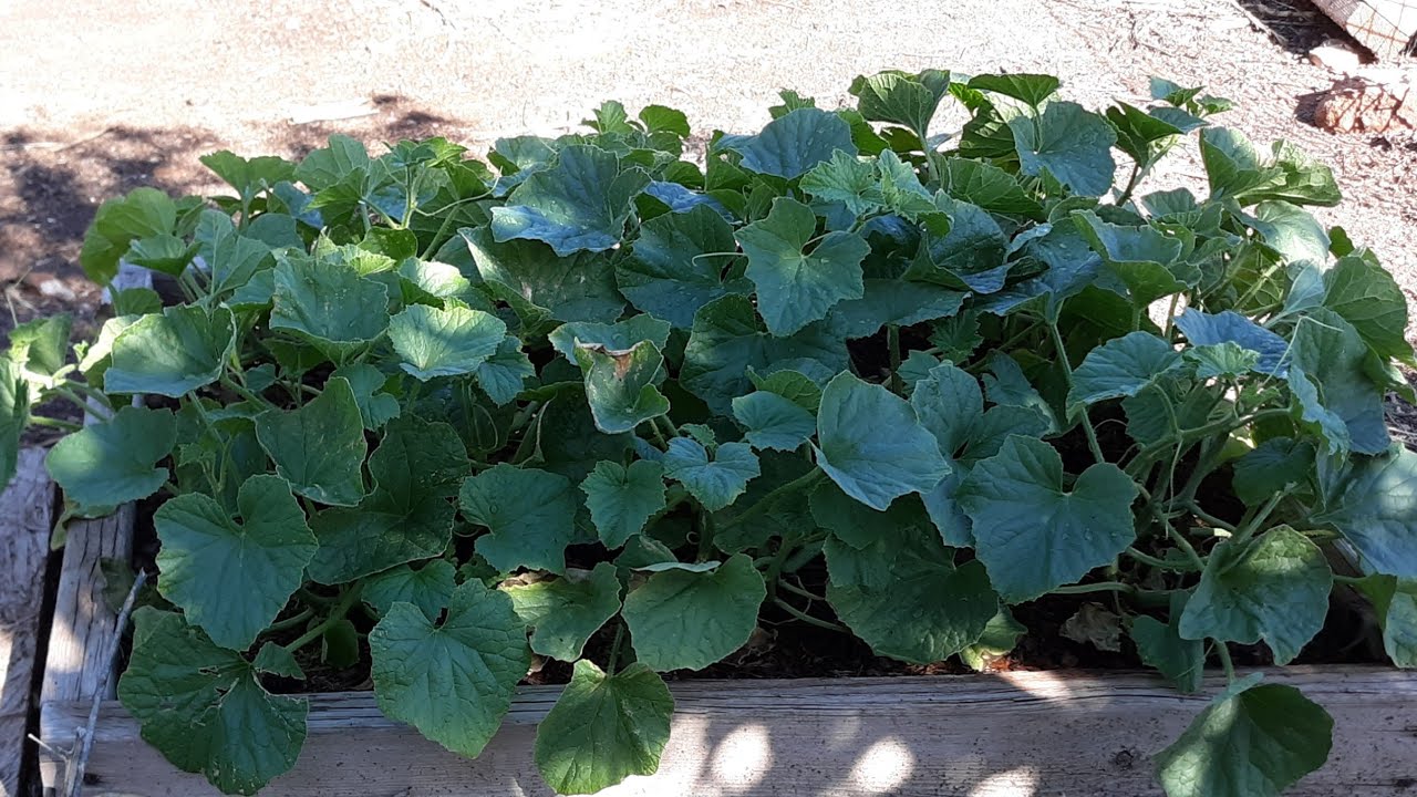 July Garden Update 2025 - YouTube