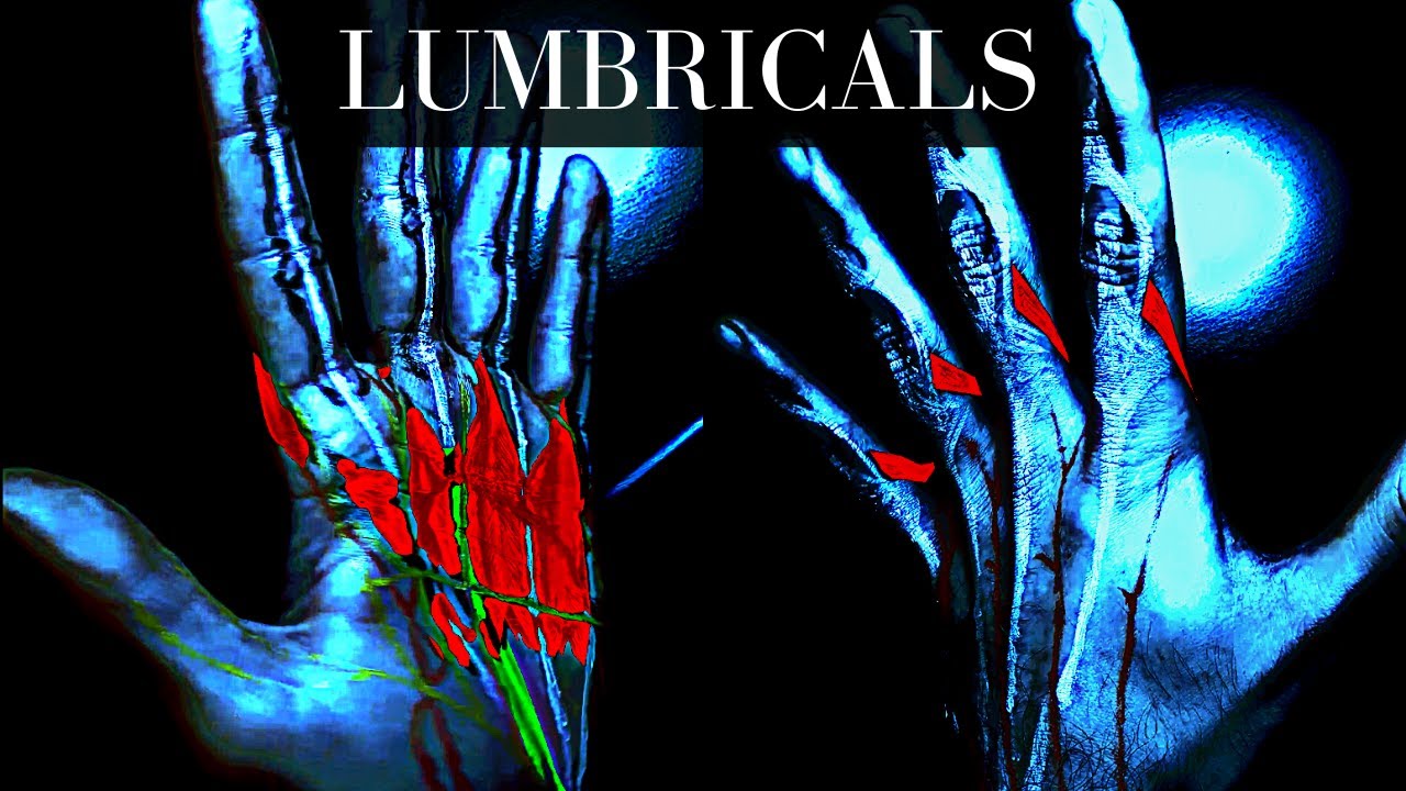 Hand Muscles Anatomy - Lumbricals - YouTube