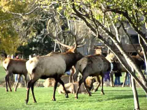 Elk Mating Season - YouTube