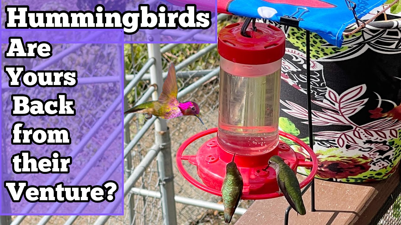 Hummingbirds Flock Back to Our Window from Super Blooms & Hummingbird ...