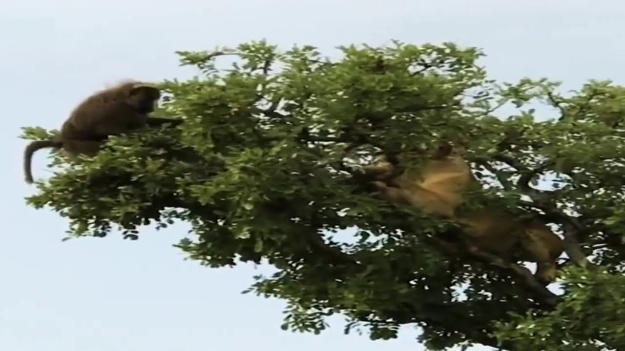 Lion and Monkey Fight - Lion trying to catch the monkey - Lion on Tree ...