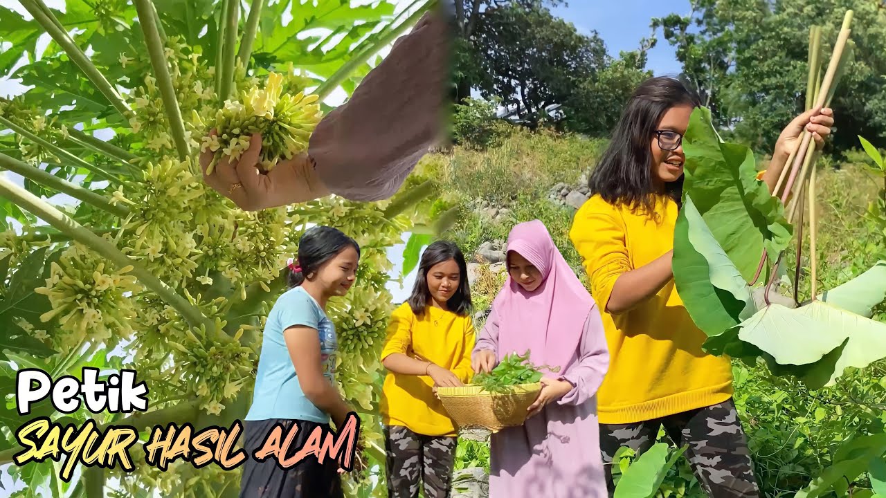 Petik sayuran hasil alam | Olahan sayuran liar menjadi hidangan lezat ...