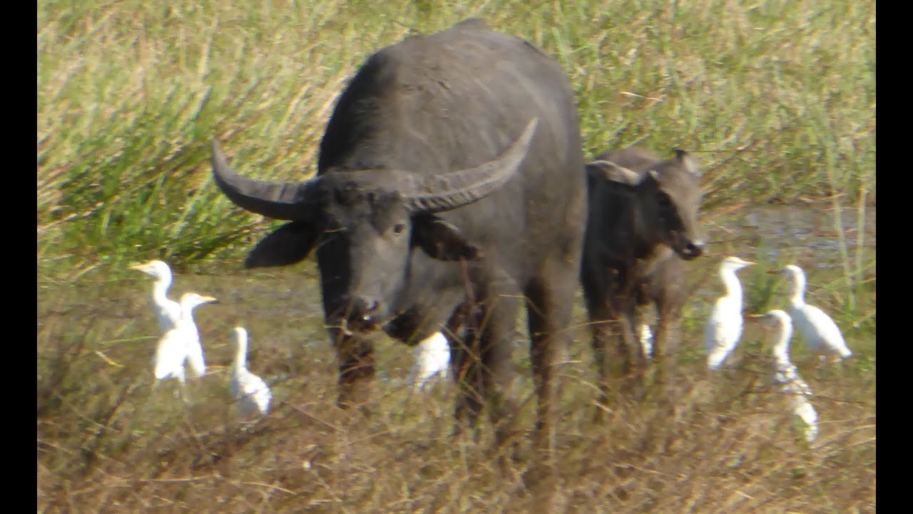 Buffalo Herd at Kakadu NP, Northen Territory, Australia - YouTube