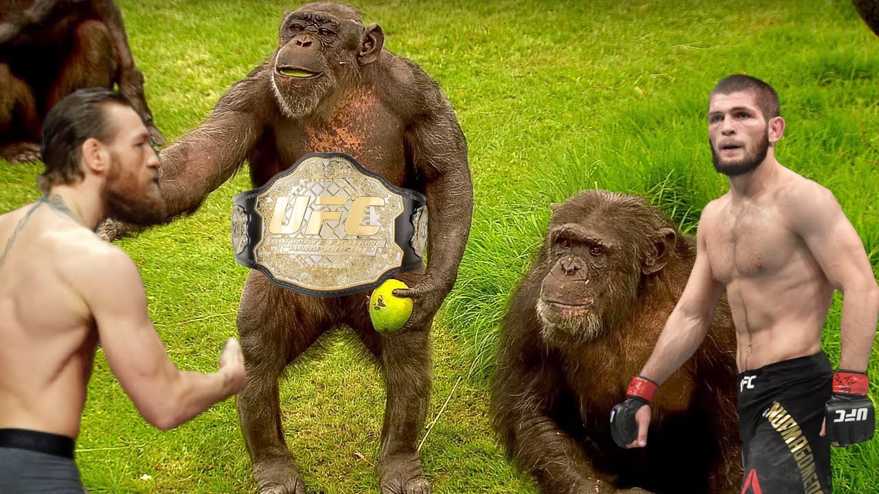 Chimp Champ - YouTube