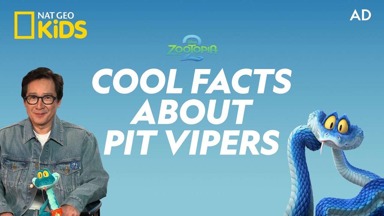 AD | Cool Facts About Pit Vipers 🐍 | Zootopia 2 | @natgeokids - YouTube