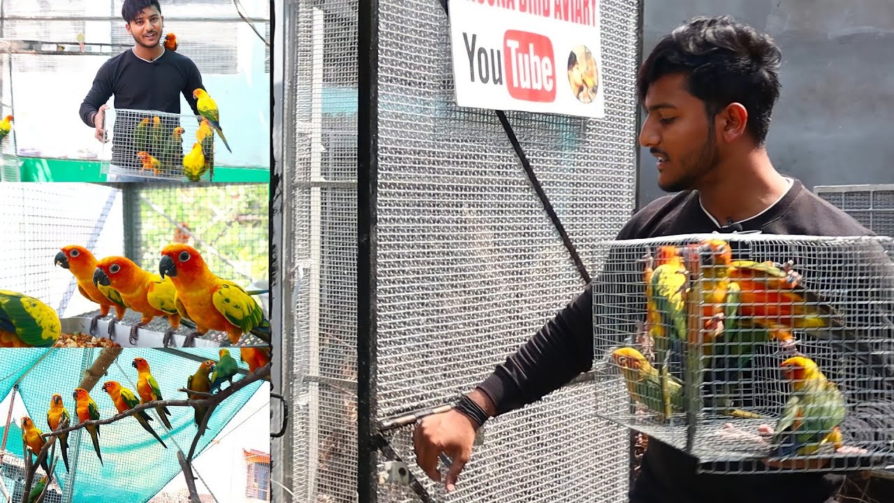 Releasing Double Red Factor Sun Conure In Colourfull Open Bird/Parrot's ...