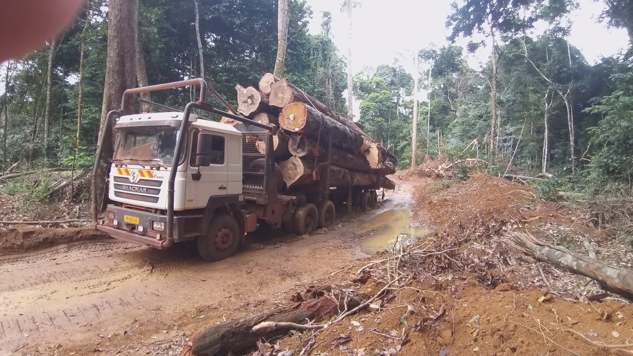PAGI2 TERJEBAK DI HUTAN AFRIKA//PEJUANG DEVISA//🇮🇩🇬🇦GABON AFRIMA - YouTube