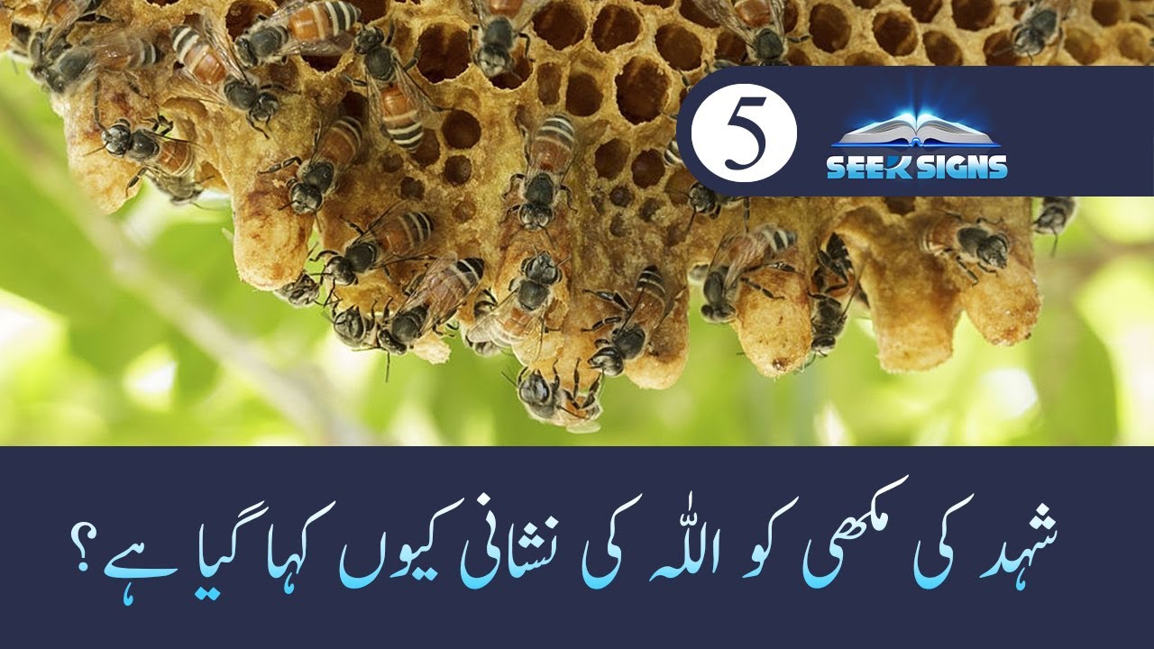 #5 Do Male or Female Bees make Honey? | Shehad Ki Makhi in Quran ...