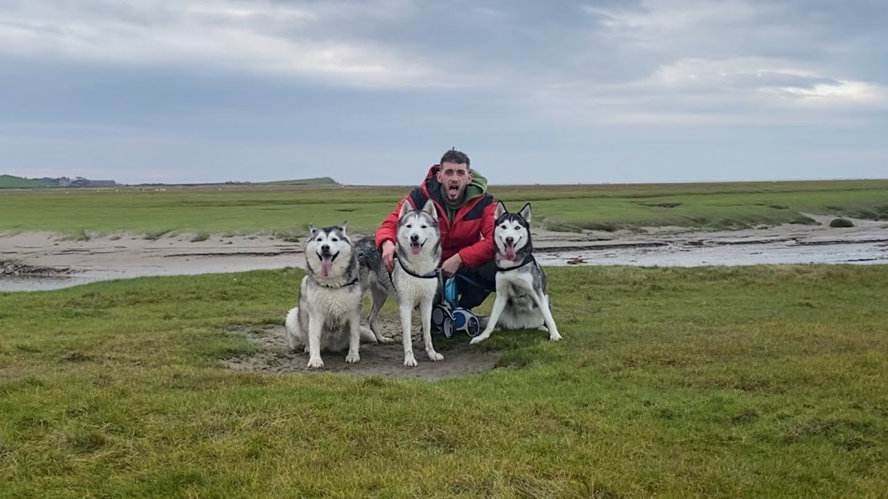 Just 3 Huskies Walking Through The British Countryside! [BEAUTIFUL ...