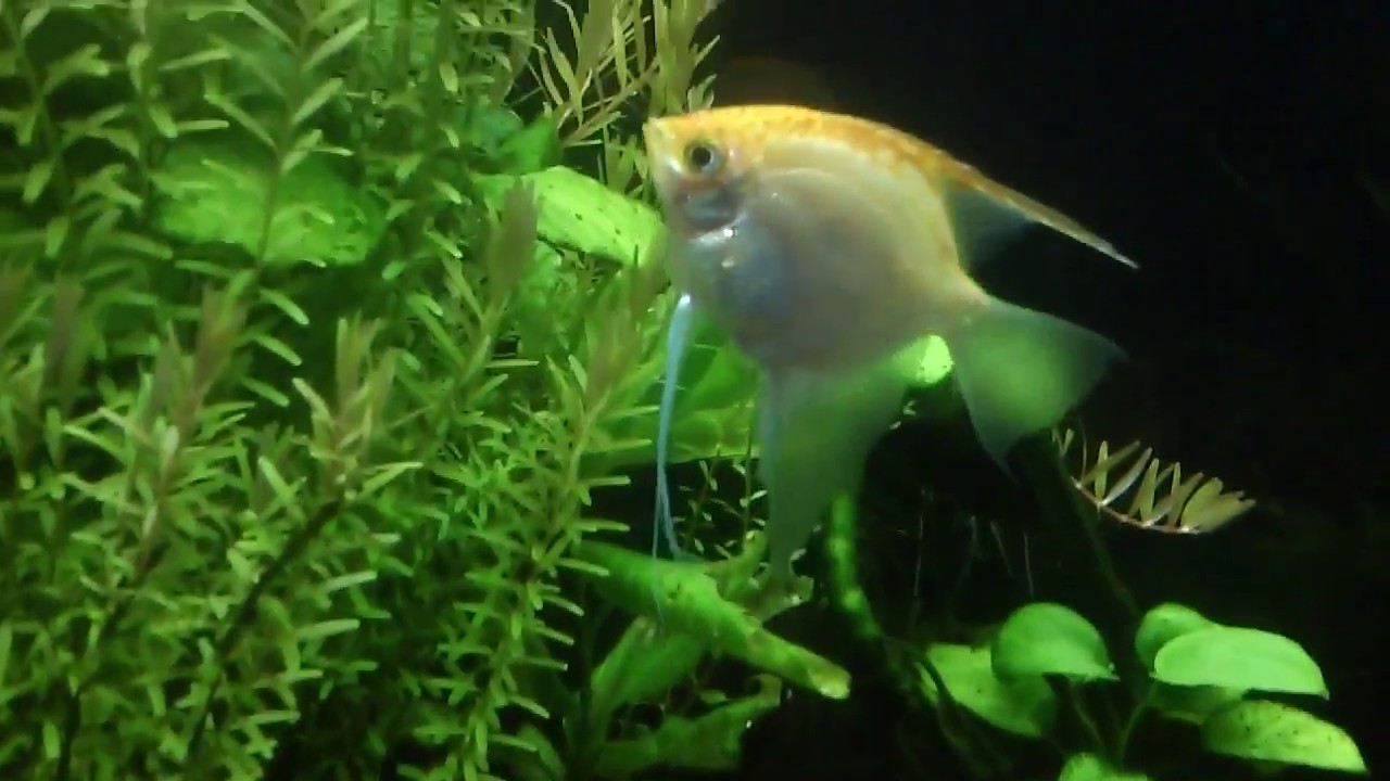 Confused fish - YouTube