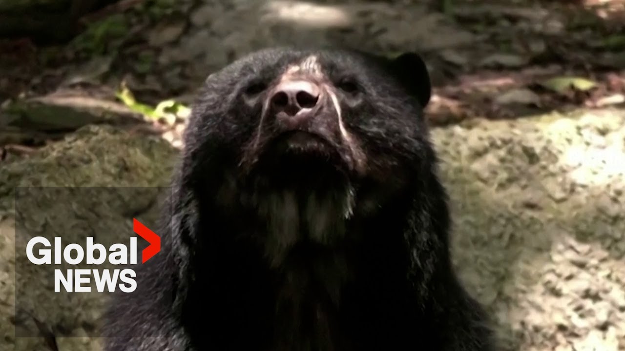 Thriving "Paddington" bears found in Bolivia spark hope species could ...