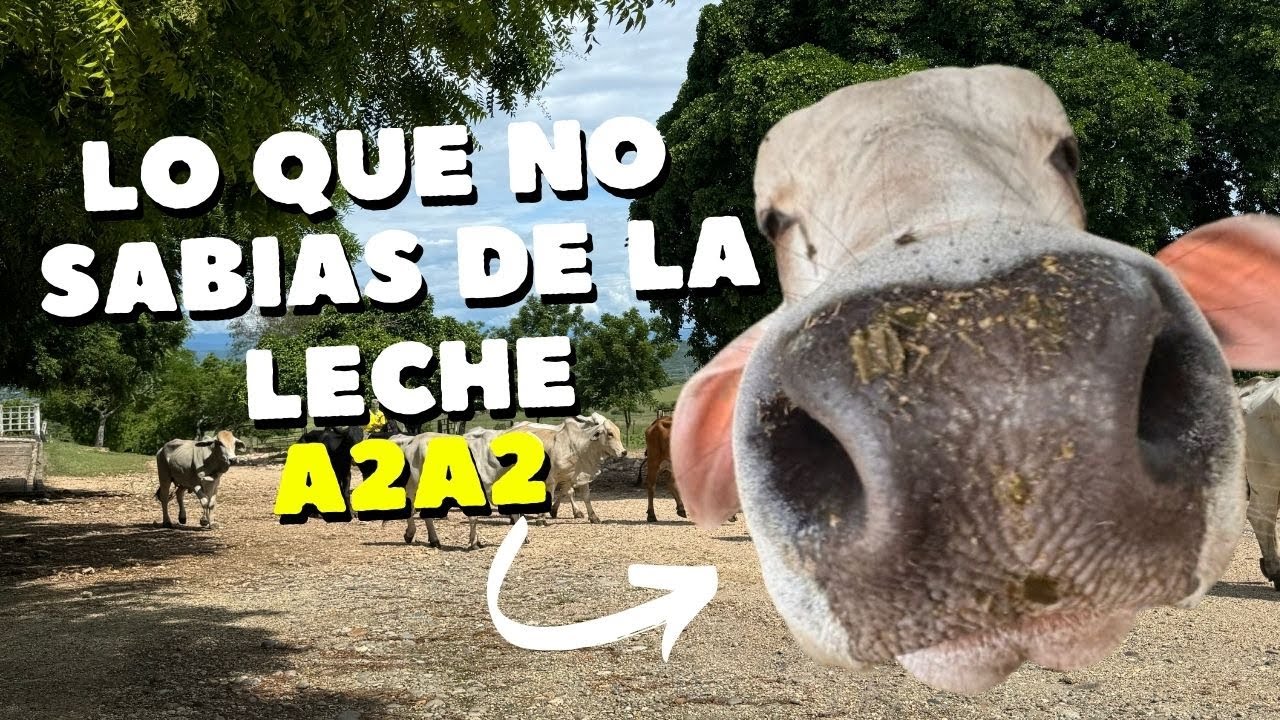 Cosas que no sabias sobre la leche A2A2 - YouTube