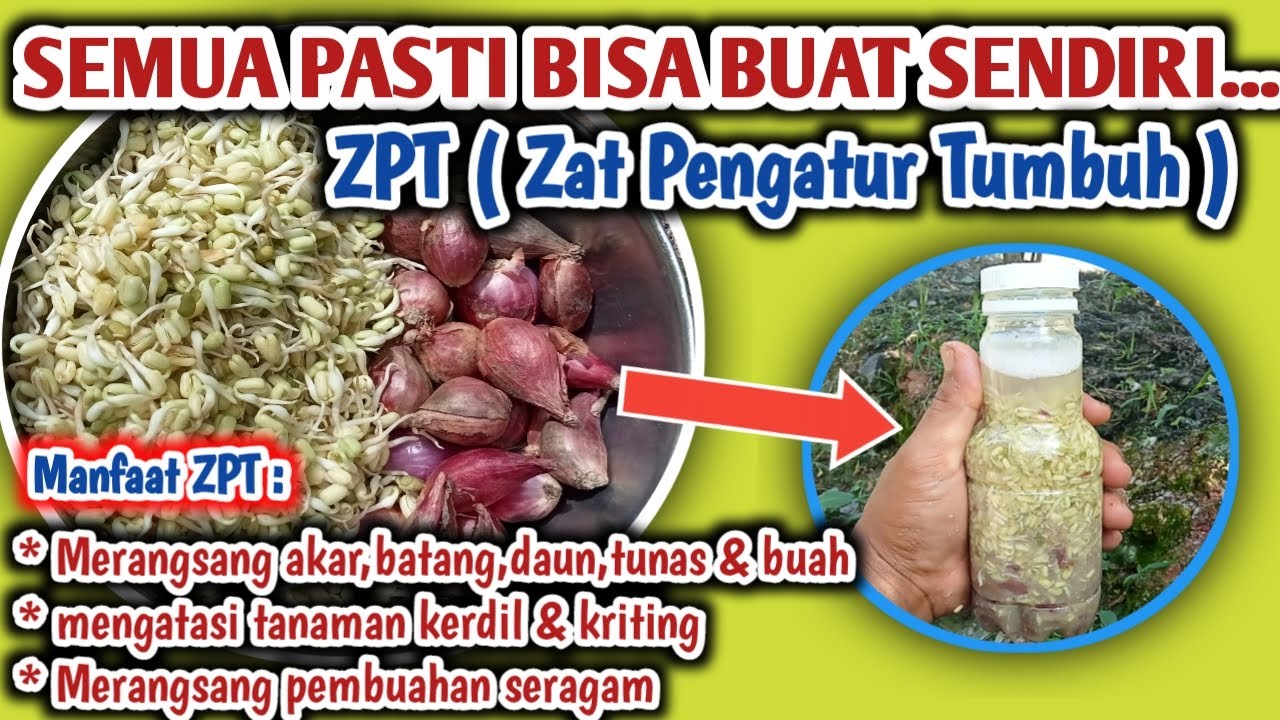 Cara mudah membuat ZPT biar tanaman tumbuh gemuk dan berbuah lebat ...